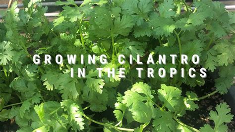 How To Grow Cilantro In The Warm Tropics Urban Gardening Mom