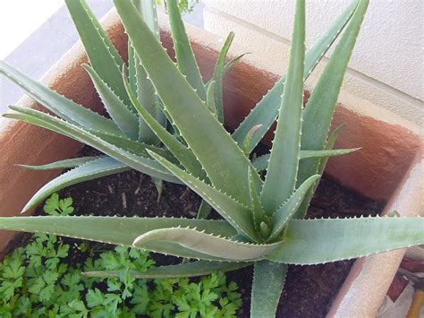 Aloe Vera Guía De Cultivo Y Usos
