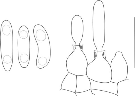 Conidia And Conidiogenous Cells Of Coniothyrium Sidae Cbs 135108