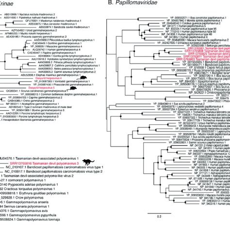 Phylogenies Of Papillomaviridae Polyomaviridae And Download