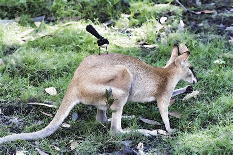 Symbiotic Relationship V Photograph By Douglas Barnard Fine Art America