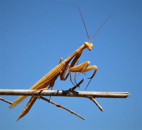 Praying Mantis Mantis Religiosa Jimena Cadiz Province … Flickr