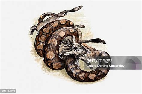 Goat Killing Photos And Premium High Res Pictures Getty Images