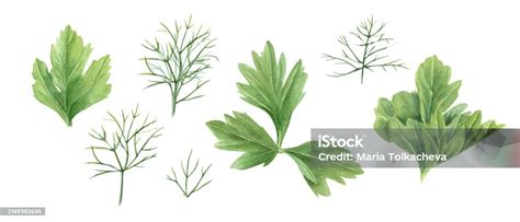 파슬리 딜 셀러리 잎 신선한 녹지 정원 허브 맛있는 조미료 식물 수채화 꽃 그림은 흰색 배경에 고립되어 있습니다 조리법 메뉴