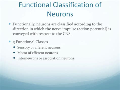 Nervous Tissue Dr Michael P Gillespie Ppt Download