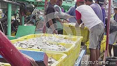 Loading And Unloading Activities And Weighing And Selling Marine Products Stock Video Video Of
