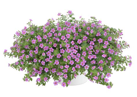 Specialty Plants A B Ymker Greenhouse And Landscaping
