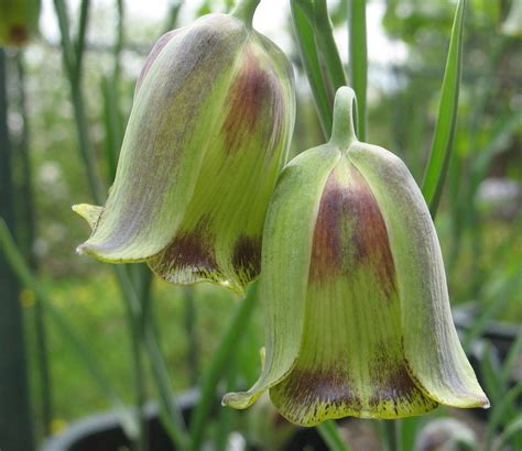 Рябчик Цветок Фото И Описание Посадка – Telegraph