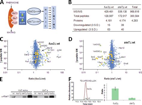 collection of comprehensive yeast proteome data sets comparing wt yeast