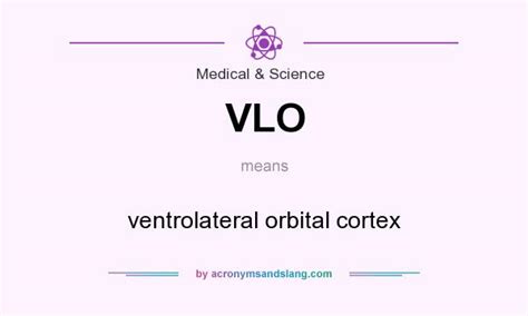 Vlo Ventrolateral Orbital Cortex In Medical And Science By
