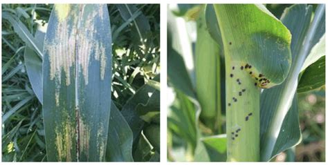 Physoderma Brown Spot And Physoderma Stalk Rot In Corn Titan Pro