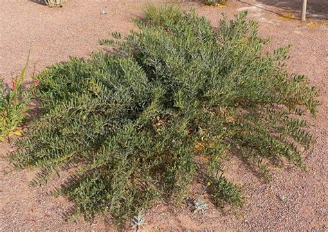 Acacia Redolens Prostrate Acacia Plant Lust