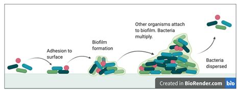 Toxins Pathogenesis Of Staphylococcus Aureus Bacteriology Notes