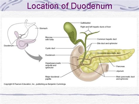 Gut Tube And Digestion Embryonic Origin Path Of