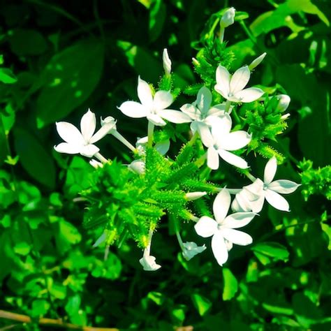 Health Benefits Of Chitrak Or Chitraka