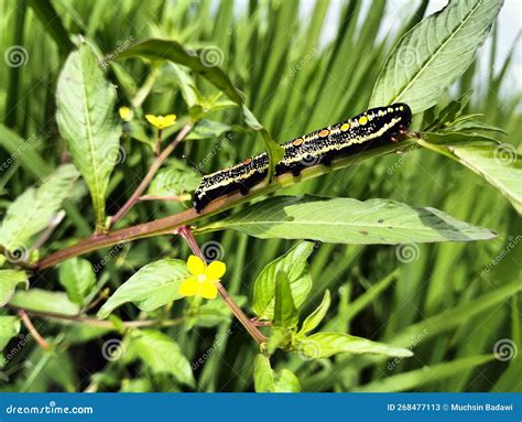 Caterpillar Pests Attack Flower Plants In The Yard Stock Image Image