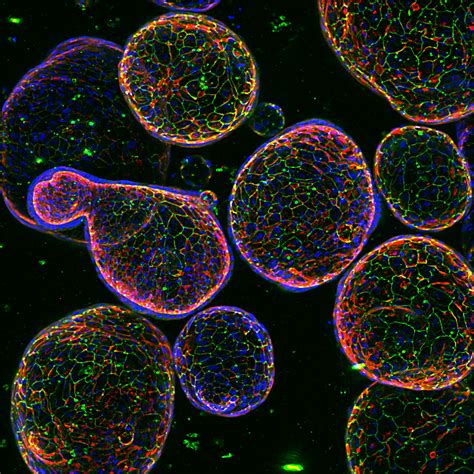 3d Cell Culture In Vitro Modeling Explores New Depths