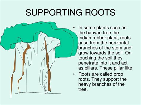 Examples Of Storage Roots At Stephanie Trumble Blog