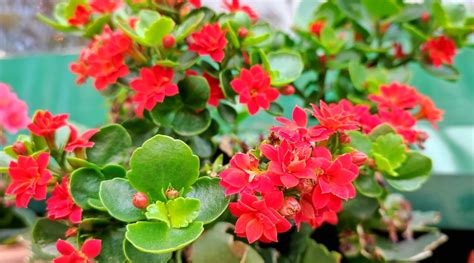 How To Grow And Care For Kalanchoe Blossfeldiana