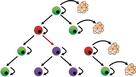 2 The Stochastic Model Modifi Ed From Vescovi Et Al 2006 Download Scientific Diagram
