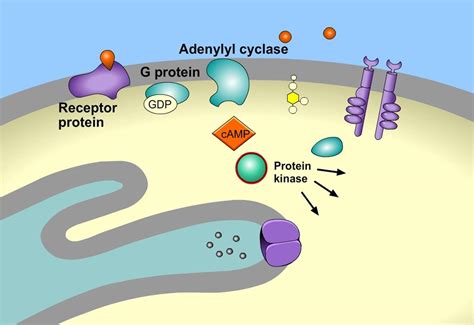 Signal Transduction Pathway Definition Ap Biology At Martha Holt Blog