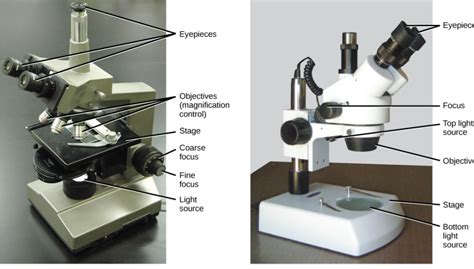 Microscopy Definition Types Uses