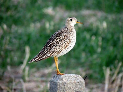 What Is An Upland Sandpiper Upland Sandpiper Life History Whftwr