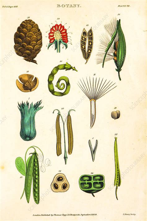 Botanical Linnean Classification 19th Century Illustration Stock