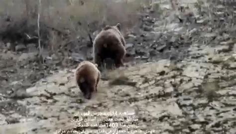 مشاهده ۴ قلاده خرس قهوه‌ای در قزوین فیلم