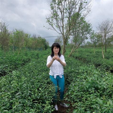 About Us Tiger Lily Tea Co