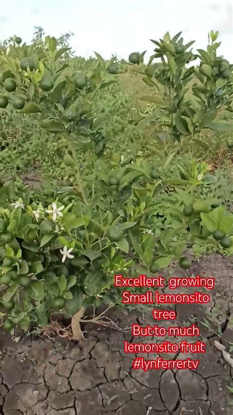 Excellent Growing Lemonsito Tree Many Lemonsito Fruit Viral Vlog