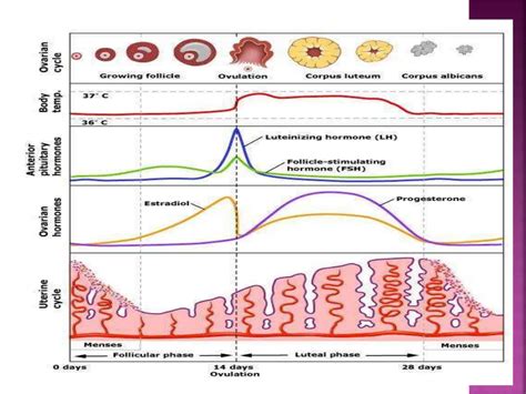 Intrauterine System Ius Or Intrauterine Drug Delivery System Iudds Pptx