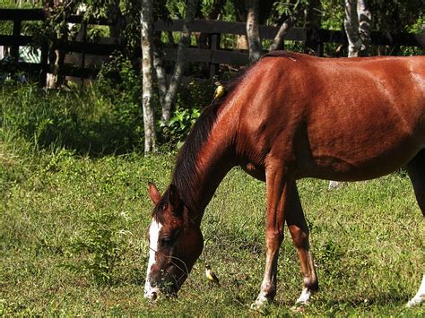 30000以上の無料hourse Racingand競馬画像 Pixabay