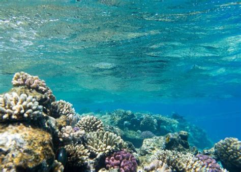 Exploring the Mysterious Depths of the Hadal Zone