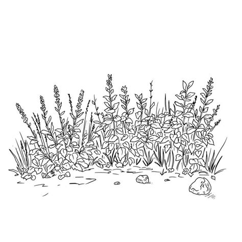 Matorrales De Hierba Y Setos De Ramas Hojas Y Flores Boceto