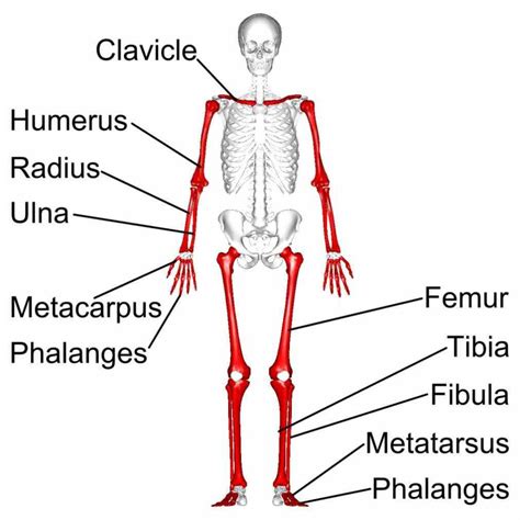 Unlabeled Long Bone At Viamakaiblog Blog