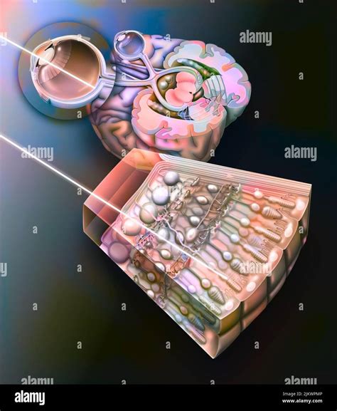 Perception Of Light From Its Penetration Into The Eye To Visual Areas Via The Optic Nerve Stock