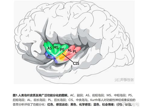 岛叶（insula、岛盖 知乎