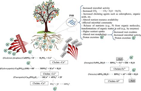 The Part That Phosphate Solubilizing Bacteria Psb Play To Improve Download Scientific Diagram