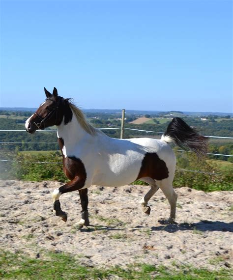 Cédille Elevage Dirunaga