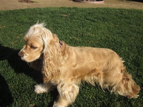 🔥 120 Cocker Spaniel Wallpapers Wallpapersafari