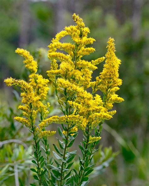Solidago Odora Flower Of Carolina