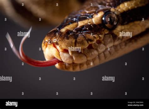 Royal Python Python Regius Studio Photography Stock Photo Alamy