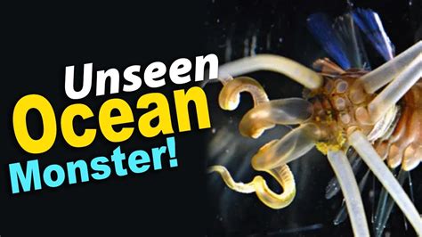 Deep Sea Discoveries Unveiling The Mysterious Squidworm 3000 Meters