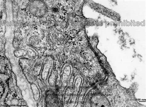 Interdigitations Dr Jastrows Electron Microscopic Atlas