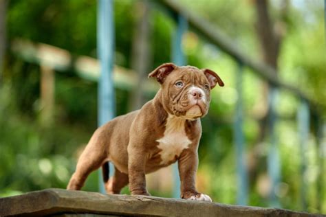 Top Rated Pitbull Puppy Foods For Optimal Growth And Health