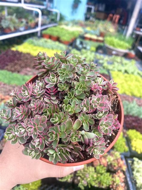 4 Sedum Spurium Tricolor Live Plant Stonecrop Variegated Sedum Etsy