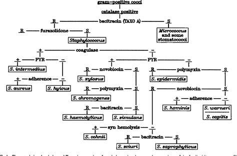 Coagulasenegative Staphylococcus Morphology Visualised