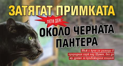 ПЕТИ ДЕН Затягат примката около черната пантера Lupa Bg