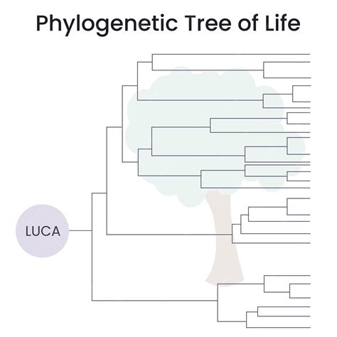 Premium Vector Phylogenetic Tree Science Vector Illustration Graphic